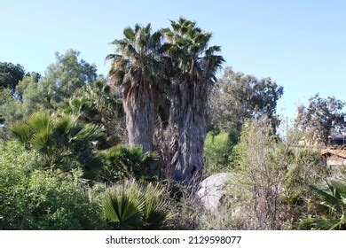 Different Types Trees Full Green Bloom Stock Photo 2129598077
