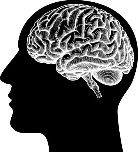 Brain Vector Png