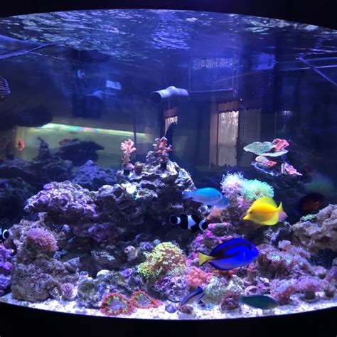 Uncle Bs Reef Youtube