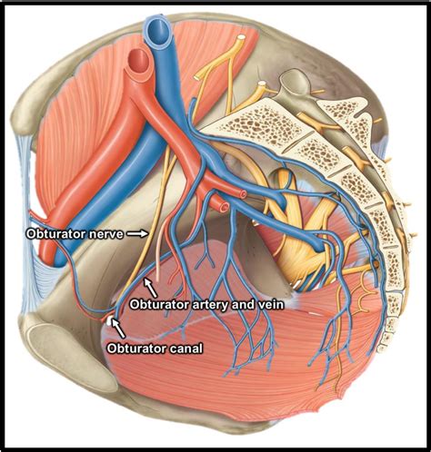 Figure 2 From The Anatomy And Clinical Implications Of The Obturator