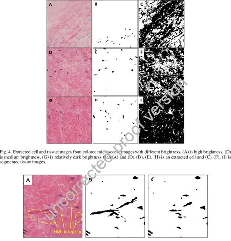 Results Of Gaussian Weighted Image And Comparison Of Cell Extraction