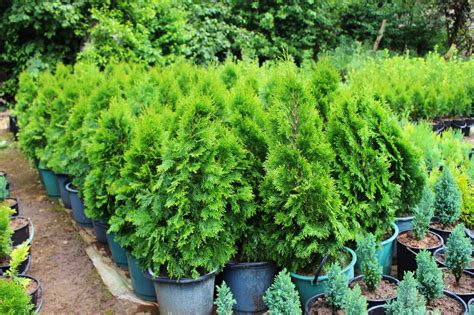 🌲 ვარდები And მარადმწვანე დეკორატიული მცენარეები ქუთაისში