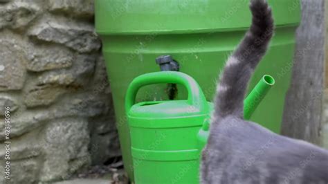 A Vivid Green Watering Can Being Filled From A Water Butt Outside A Babe Playful Tabby Cat