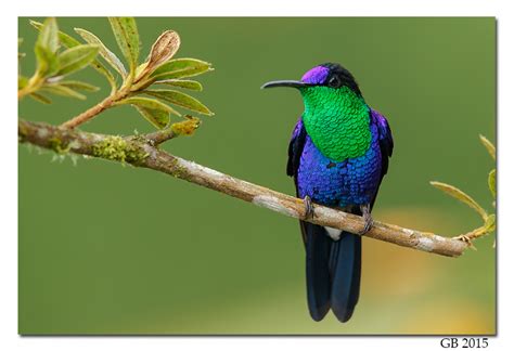 Violet Crowned Woodnymph