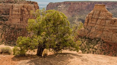 How To Plant Grow And Care For The Pinon Tree
