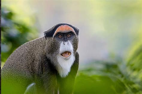De Brazza S Monkey Destination Uganda Travelers