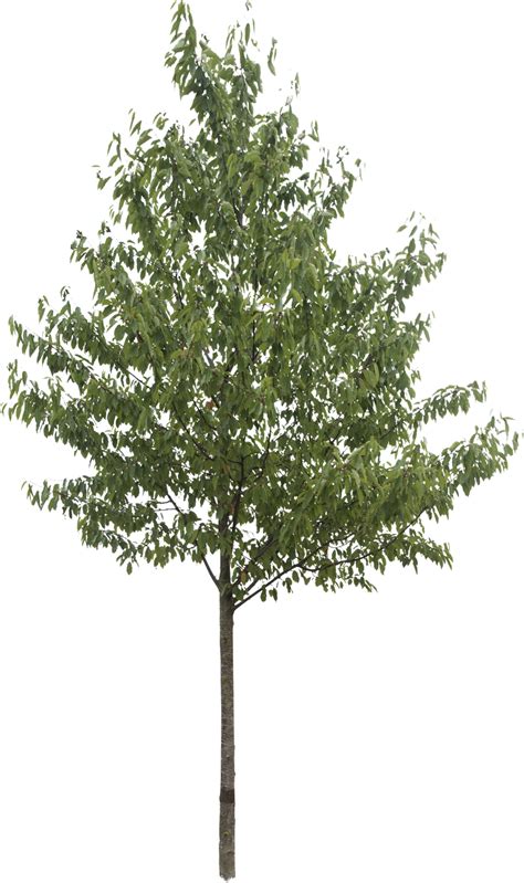 Prunus Avium Meye
