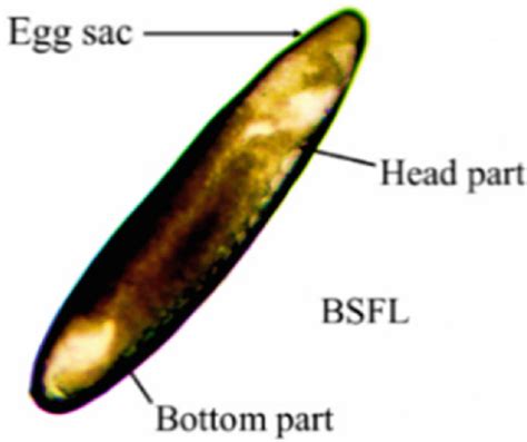 Black Soldier Fly Maggot Encased In Eggs Under A 40x Light Microscope Download Scientific
