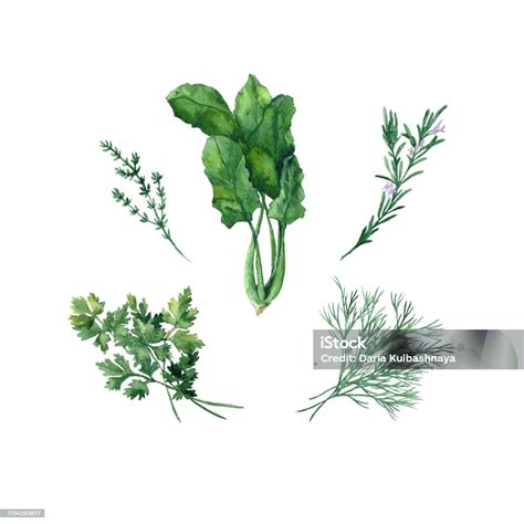 신선한 요리 허브 세트 딜 로즈마리 파슬리 백리향 시금치 손으로 그린 수채화 요소 약초의 무리 개체 그룹에 대한 스톡 벡터 아트 및 기타 이미지 Istock