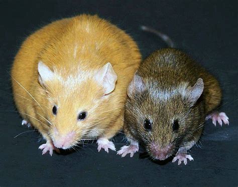 Treating Cancer By Using Epigenetics The ‘software Of Our Genes Pfizer