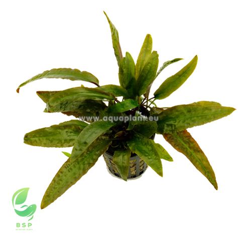 Cryptocoryne Usteriana Pisciber Bsf