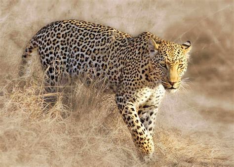 Threats To African Leopards