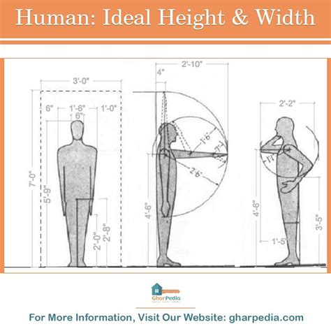 Human Ideal Height And Width Human Dimension Detailed Plans Ideal Human Ideal Height And Width Human Dimension Detailed Plans Ideal