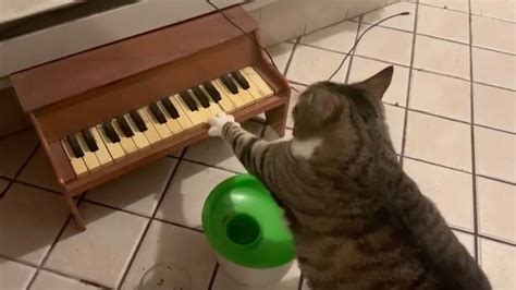 Clever Cat Plays Piano When Its Hungry Youtube