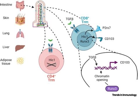 hic et runx new insights into t cell tissue residency trends in