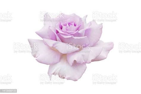 클리핑 경로가있는 흰색 배경에 고립 된 피는 보라색 장미 꽃 보라색에 대한 스톡 사진 및 기타 이미지 보라색 흰색 배경 0명 Istock