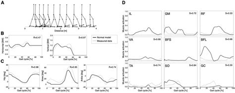 Frontiers Acquisition Of Bipedal Locomotion In A Neuromusculoskeletal Model With Unilateral