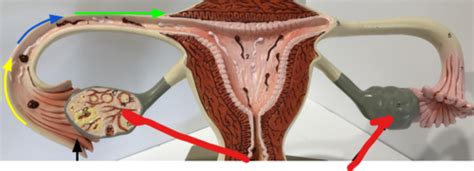 Anatomy Lab Quiz Flashcards Quizlet