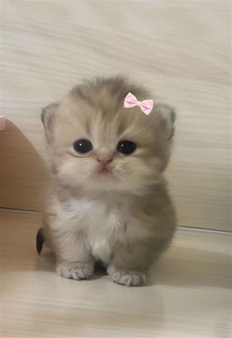 340 Ideas De Gatos Cute En 2025 Gatos Bonitos Mascotas Bonitas
