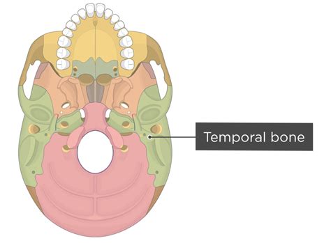 The Skull Bones Anatomy Inferior View Getbodysmart