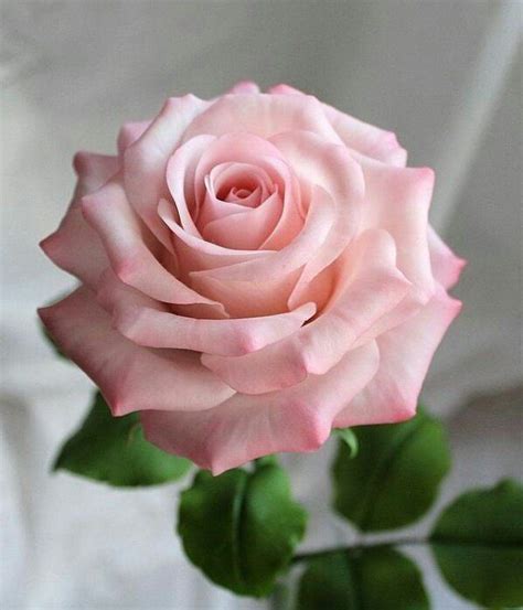 Пин от пользователя Марина Горшкова на доске Цветы | Розовые розы, Розы ...