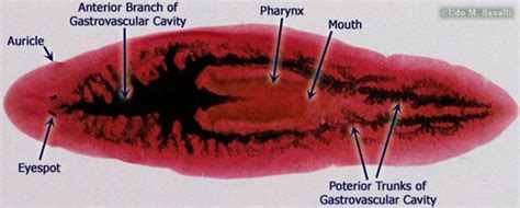 Lab Platyhelminthes And Nematodes Flashcards Quizlet