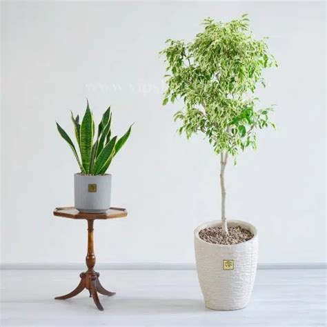 خرید قیمت گل بنجامین ابلق با کیفیت‌عالی و ارسال سریع Vip