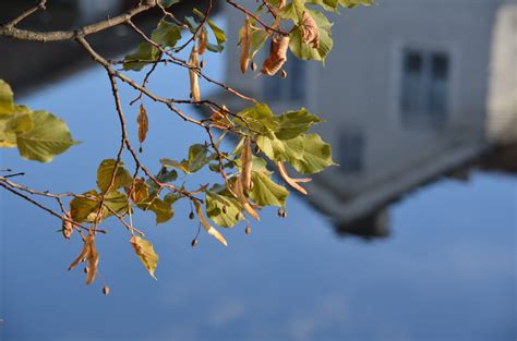 무료 이미지 자연 분기 하늘 햇빛 잎 봄 녹색 반사 식물학 플로라 시즌 작은 가지 그림 물감 스웨덴