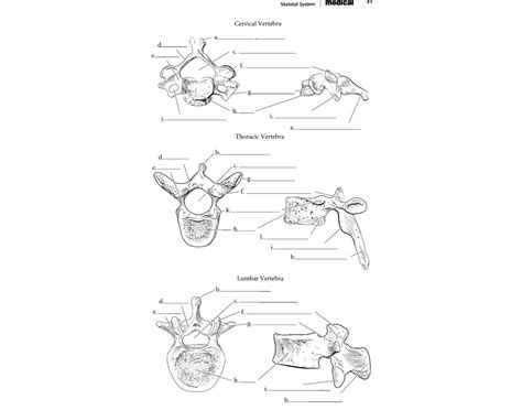 Cervicalthoraciclumbar Vertebrae Quiz