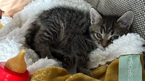 Eimo Kočičí Domov Sluníčko