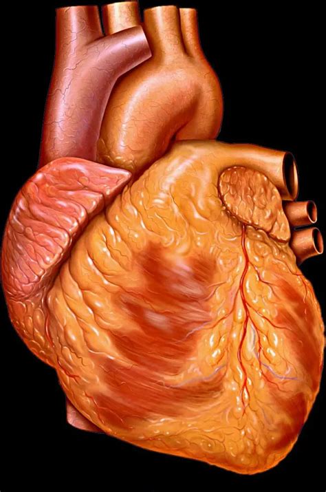 Human Heart Structure Function And Importance
