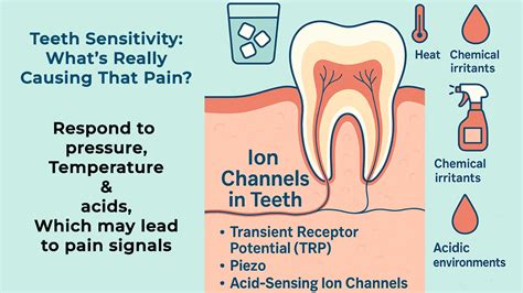 Understanding Dentine Sensitivity What Recent Research Means For You Dental Offices In Lorton