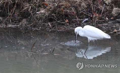먹이 사냥하는 백로 연합뉴스