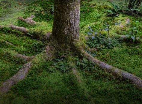 Tree Mitigation Dallas Tx Isa Certified Treenewal