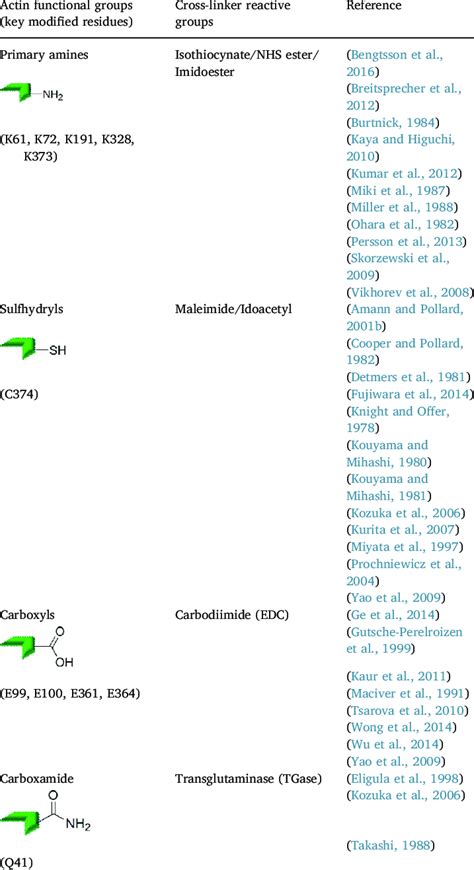 Functional Groups On Actin And Corresponding Cross Linkers For Covalent Download Table