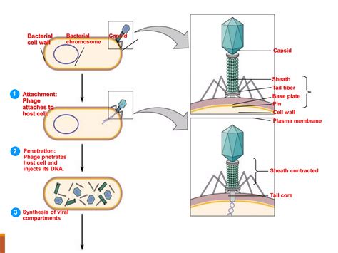 Bacteriophages Pdf
