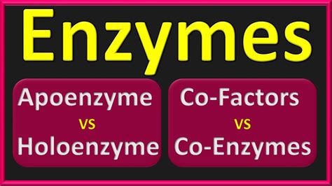 Enzymes Holoenzyme Vs Apoenzyme Cofactor Vs Coenzyme Active Site Youtube