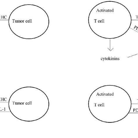 1 T Cells Identify Tumor Cell Surface Antigen MHC Thus Becoming Download Scientific Diagram
