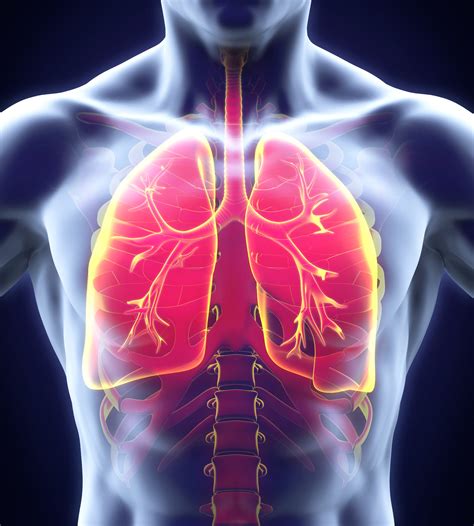 Lung Stem Cell Therapies May Be On The Horizon