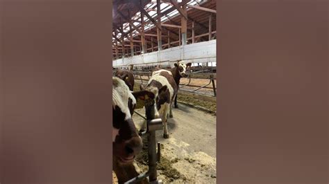 КРС айрширской породы Youtube