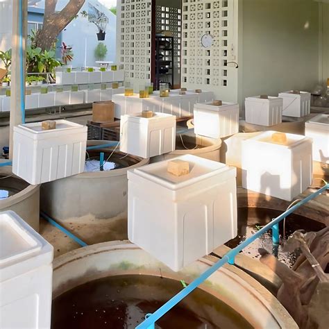 การเพาะพันธุ์ปลากัดใน ลังโฟม เป็นวิธีที่นิยม เนื่องจากหาวัสดุได้ง่าย ราคาถูก และดูแลไม่ยาก แต่ก็