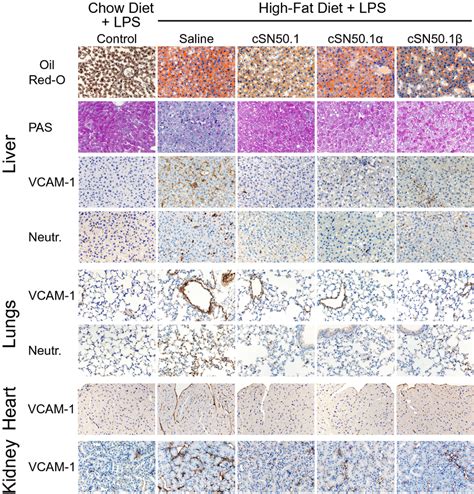 Ntms Targeting Of Nuclear Import Pathways Of Srtfs And Mtfs Attenuates
