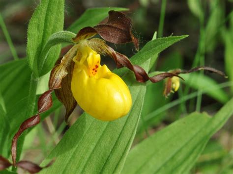 Types Of Rare Flowers 25 Unique And Exceptional Beauties