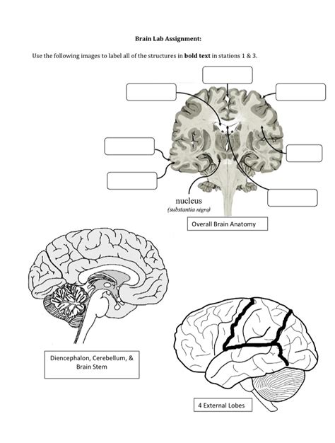 Solved Brain Lab Assignment Use The Following Images To Chegg