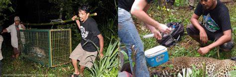 Javan Leopard Project