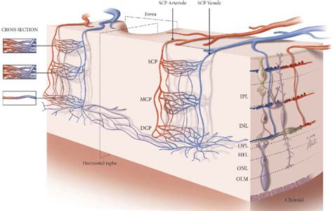 Proposed Three Dimensional Illustration Of Connectivity And Download Scientific Diagram