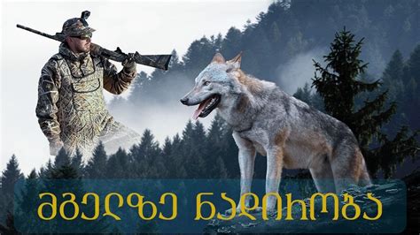 მგელზე ნადირობა Youtube