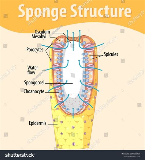 Diagram Showing Structure Sponge Illustration Stock Vector Royalty