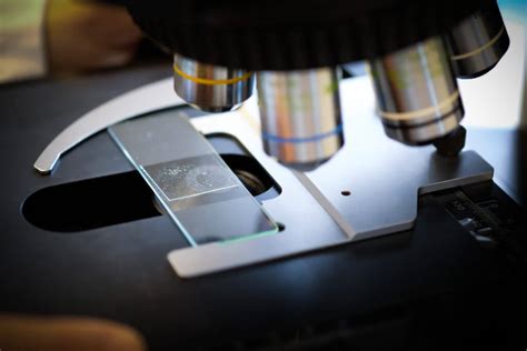 Definition Slide For Microscope At Kristina Hertz Blog