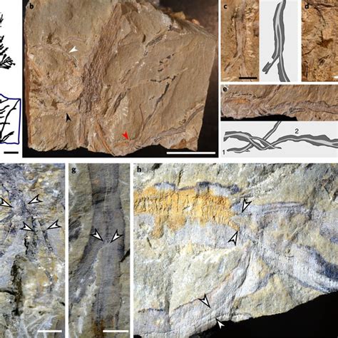 Differences Between Lateral And Dichotomous Root Branching A Schematic Download Scientific